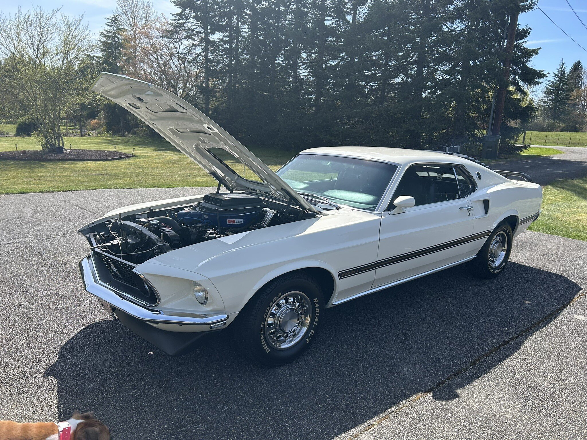 Used 1969 Ford Mustang Classic Cars for Sale - Classics on Autotrader